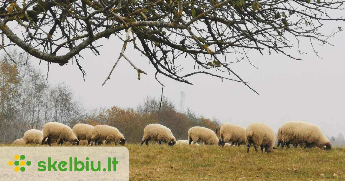 Parduodamos avys auginimui ir avieną - Skelbiu.lt