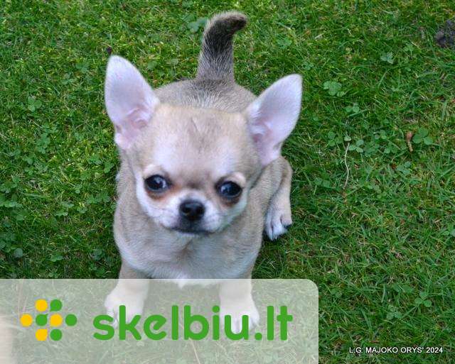 Labai graži, kilminga čihuahua trumpaplaukė kalytė - Skelbiu.lt