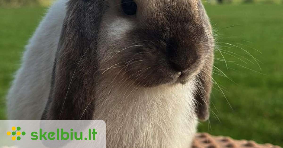 Dovanojamas triušiukas -nykštukinis siamo avinukas - Skelbiu.lt