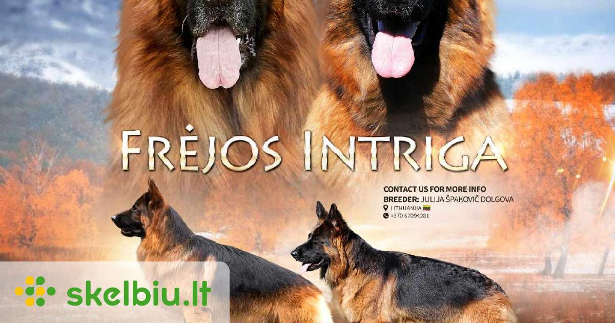 Sulaukėme! vokiečių aviganiai ilgaplaukiai - Skelbiu.lt