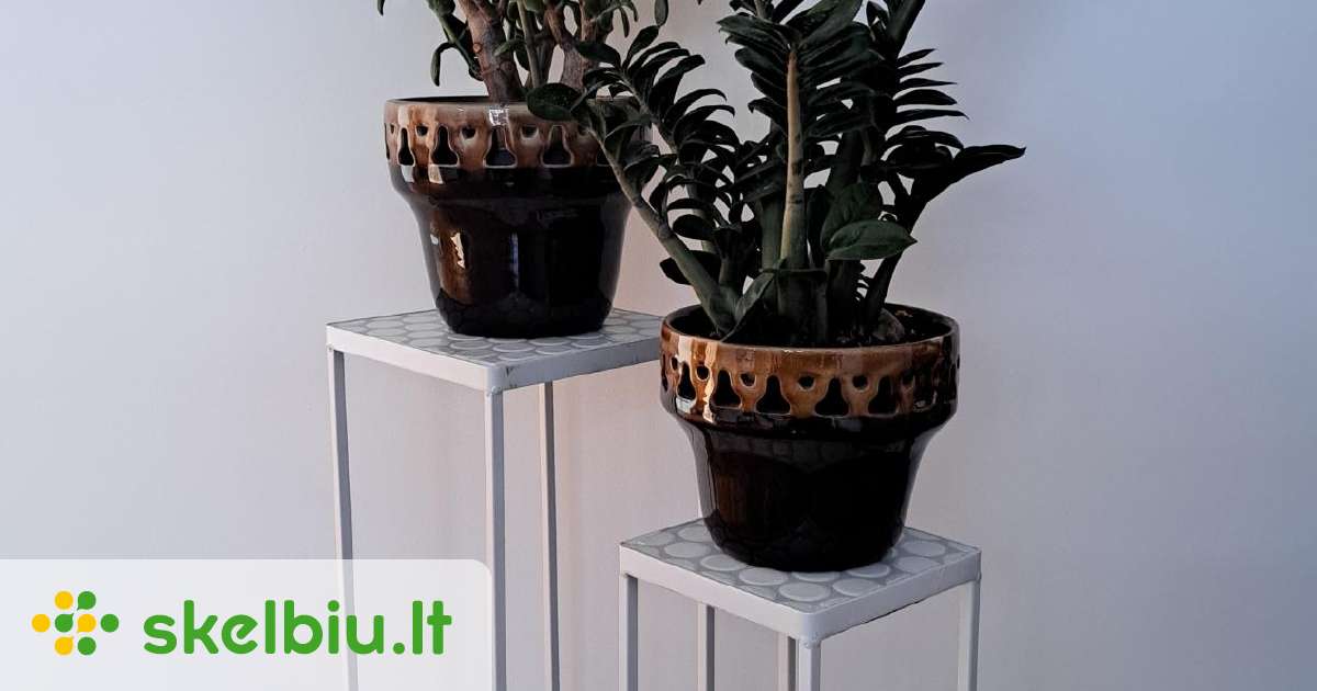 stovai geliu skelbimai - Skelbiu.lt