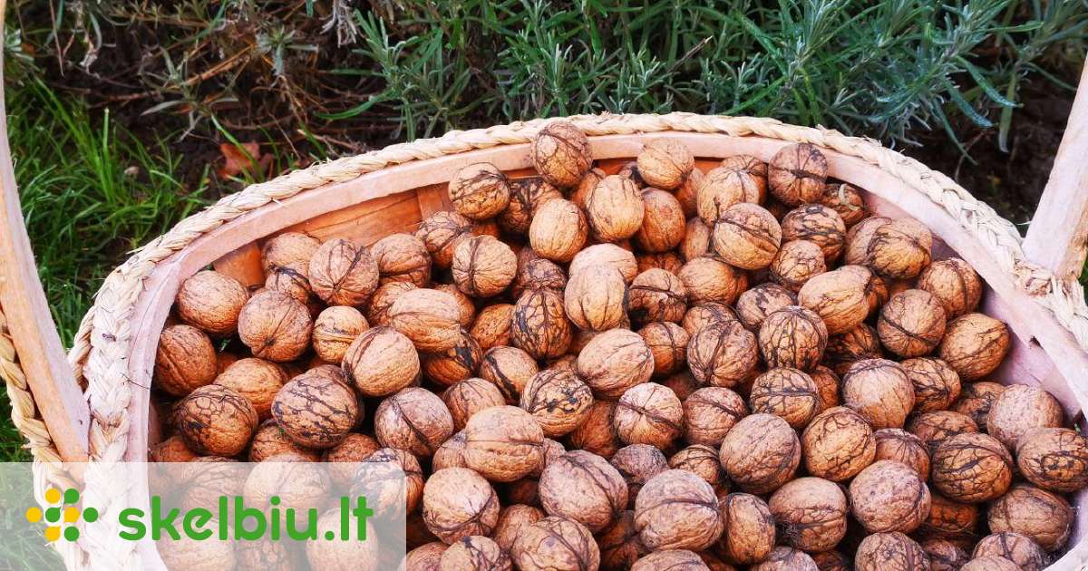 Naminiai,šių metų iš savo kiemo graikiški riešutai - Skelbiu.lt