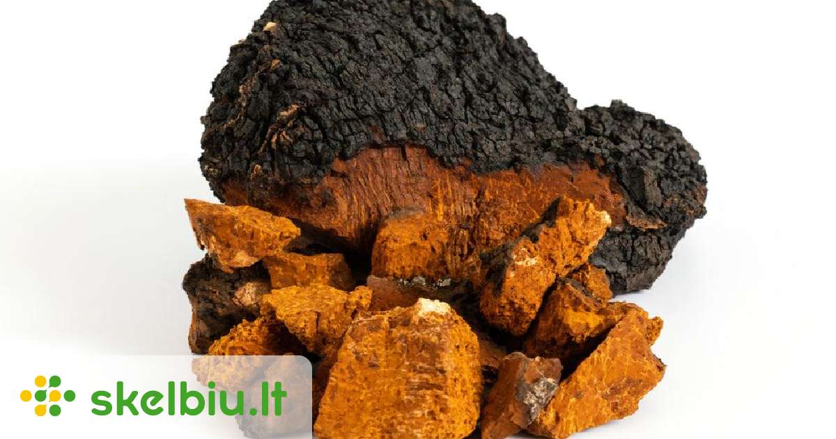 Chaga grybas - Skelbiu.lt