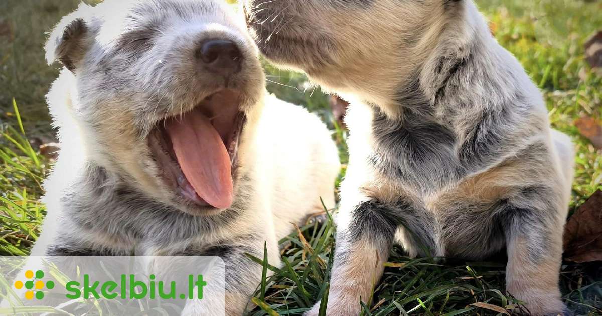 Australų ganymo šuniukų vada - Skelbiu.lt