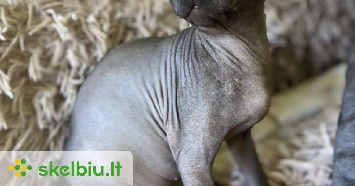 Kanados sfinkas - Skelbiu.lt