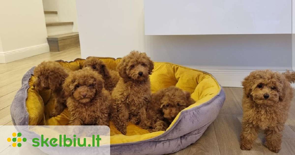 Toy pudeliai - Skelbiu.lt