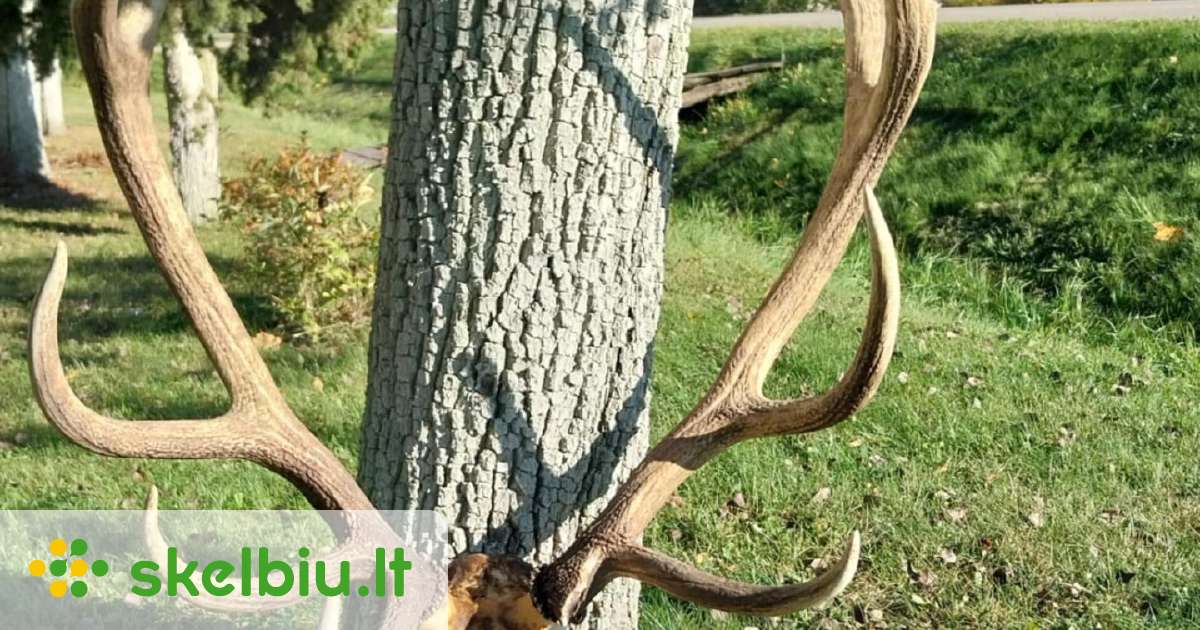 Elnio ragai - Skelbiu.lt