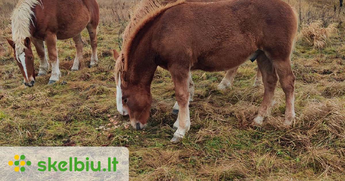 Parduodami žirgai - Skelbiu.lt