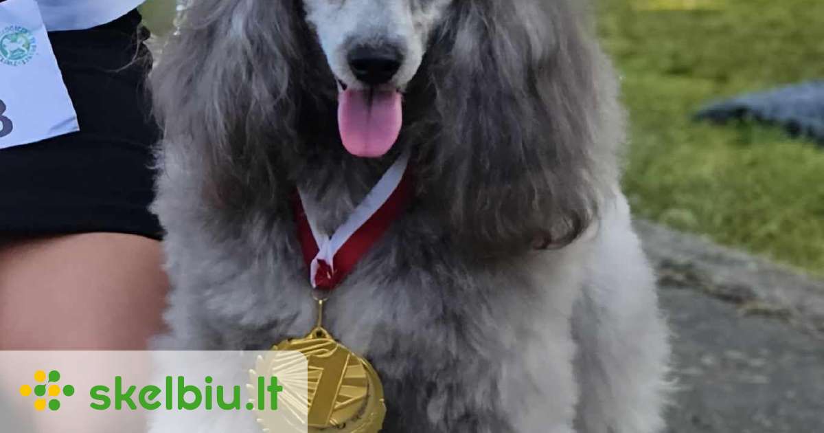 Kilmingi Toy/nykštukiniai Pudeliai - Skelbiu.lt