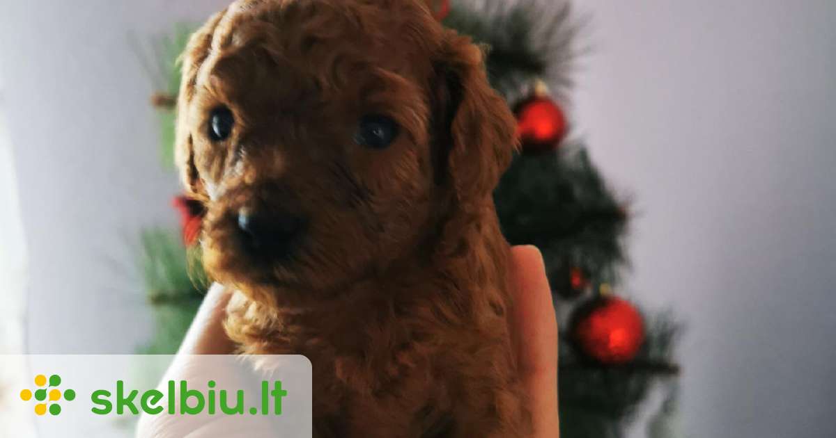 Toy pudeliai - Skelbiu.lt