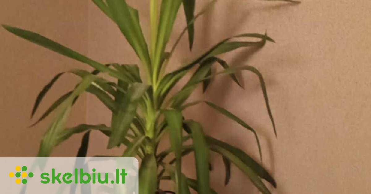 Labai graži kambarinė gėlė Juka - Skelbiu.lt