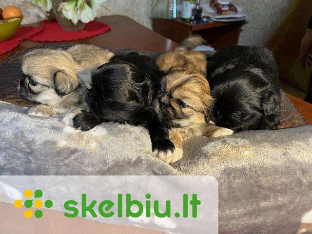 Parduodami Pekino veislės šuniukai - Skelbiu.lt