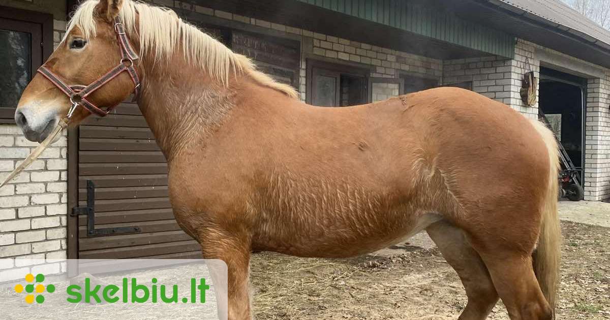 Parduodu Lietuvos Sunkiųjų veislės kumelę. - Skelbiu.lt