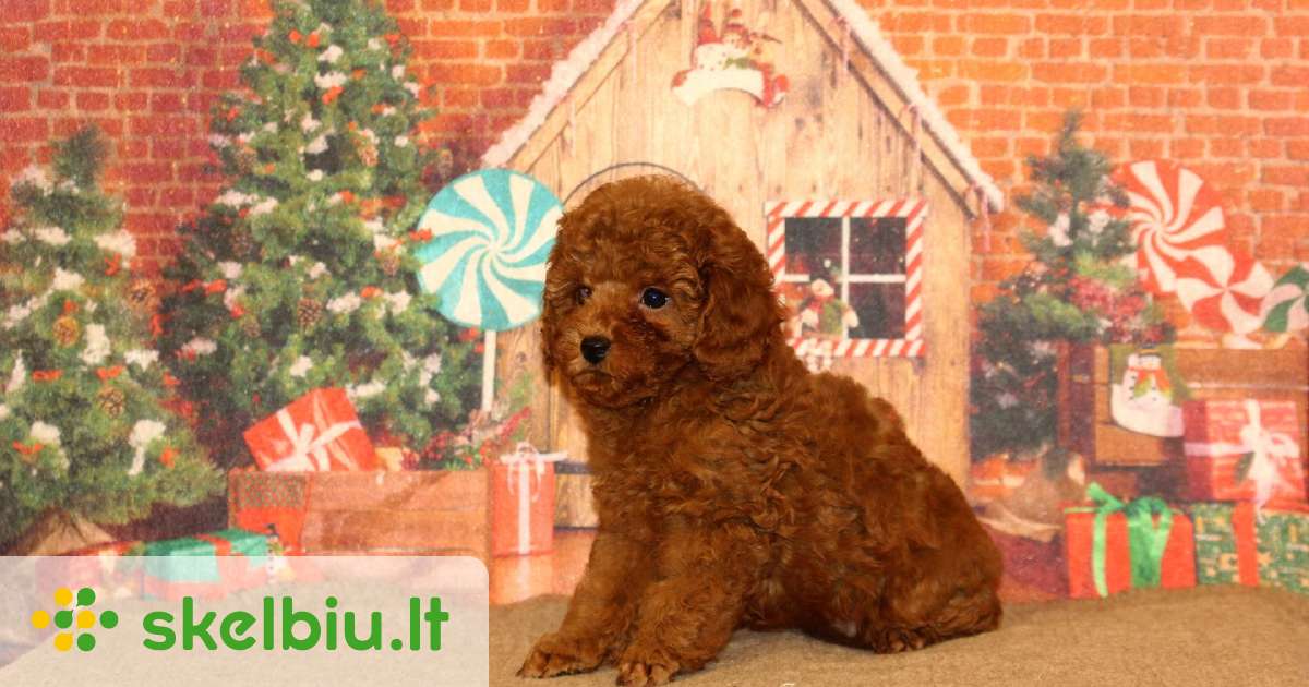 Nykštukiniai - toy pudeliukai su Fci dokumentais - Skelbiu.lt