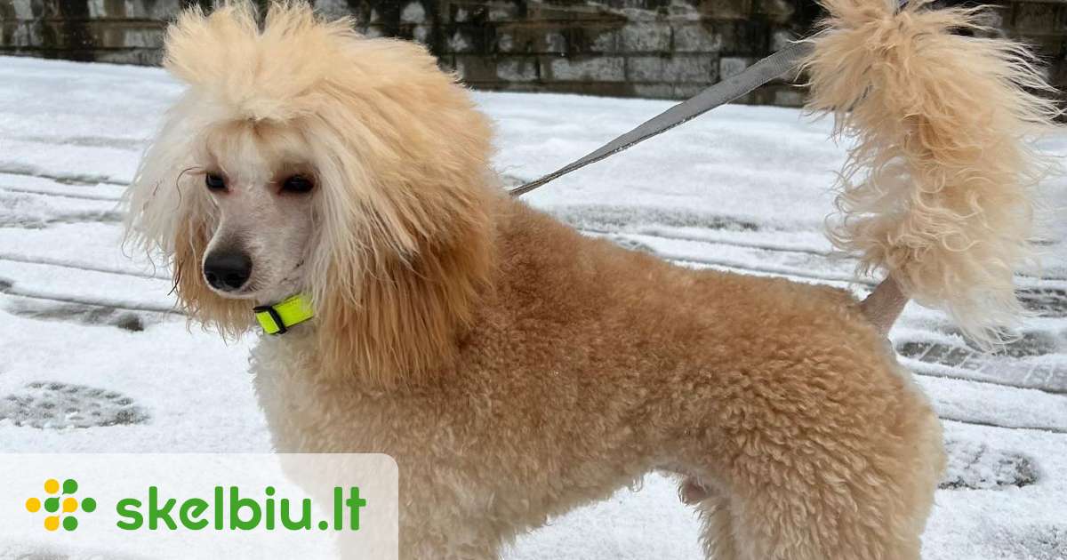 Mažasis pudelis - Skelbiu.lt