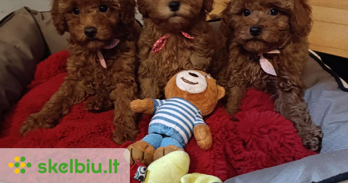 Toy pudelis - Skelbiu.lt