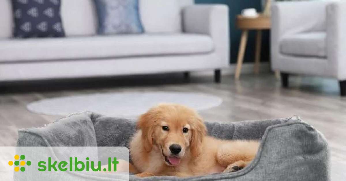 Didelis ortopedinis šuns guolis "Feandrea". - Skelbiu.lt
