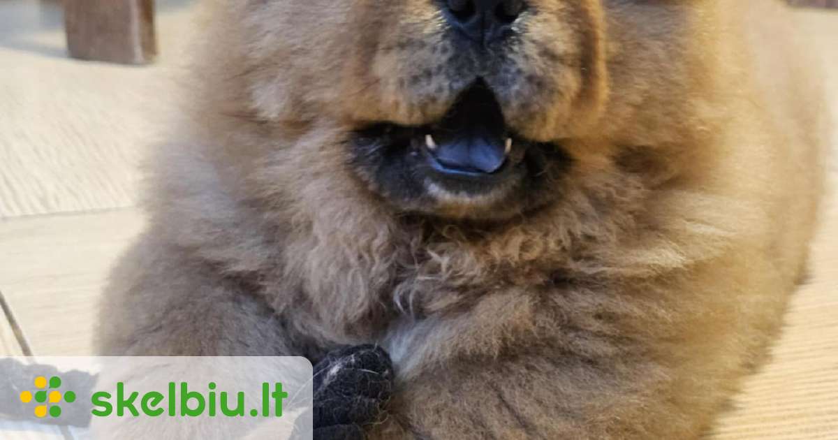 Parduodamas čiau čiau berniukas - Skelbiu.lt