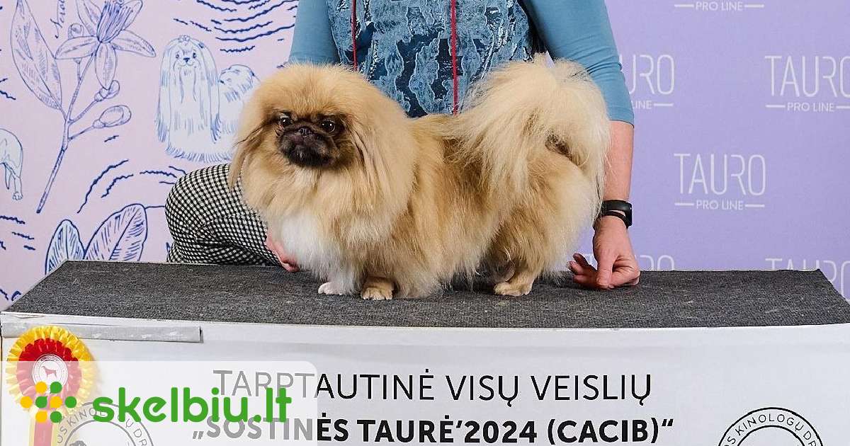 Pekino kalytė su Lkd / Fci kilmės dokumentais - Skelbiu.lt