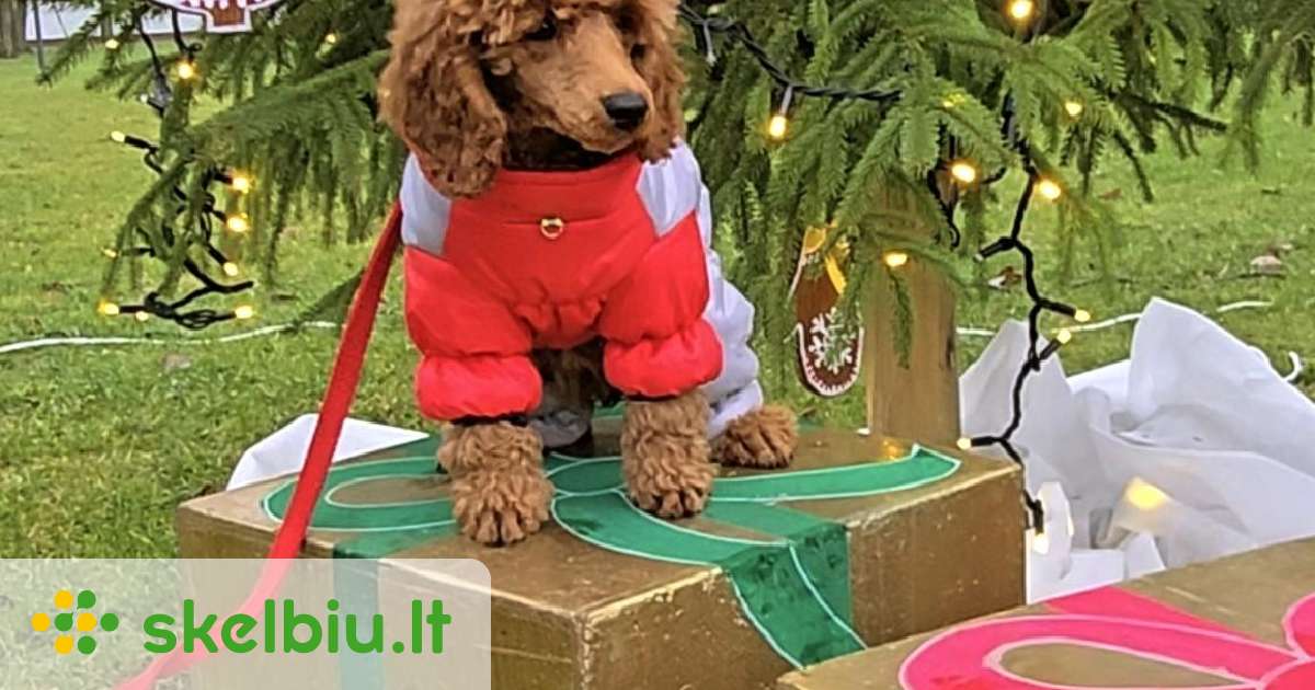 Mažieji pudeliai - Skelbiu.lt
