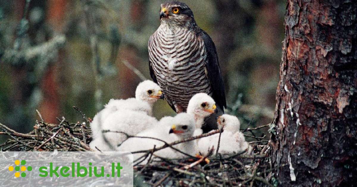 Ieškau Lietuviško Sakalo Vanago jauniklio - Skelbiu.lt