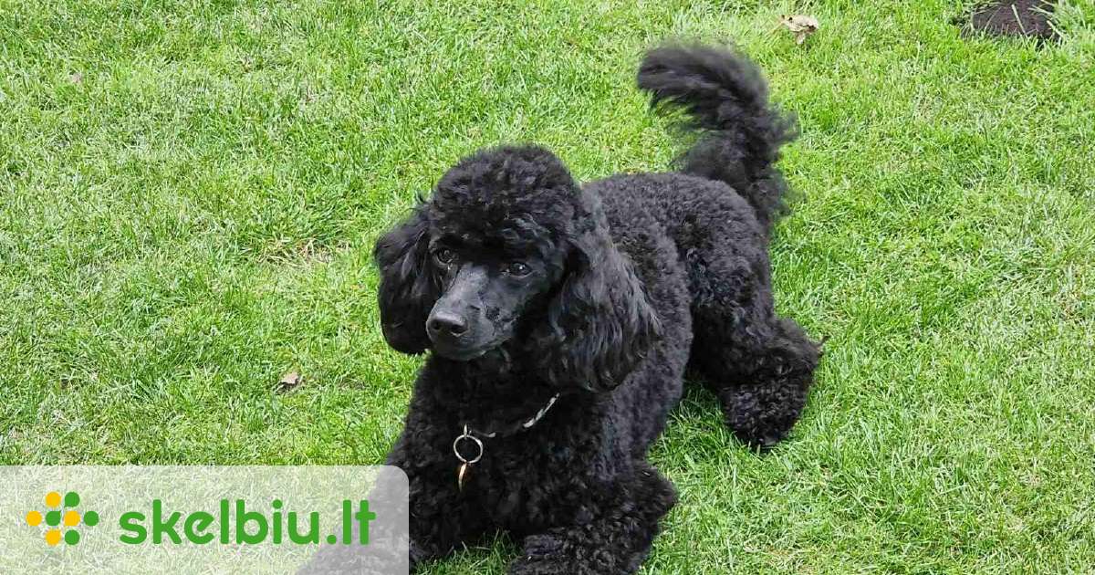 Toy-pudelis kergimui - Skelbiu.lt