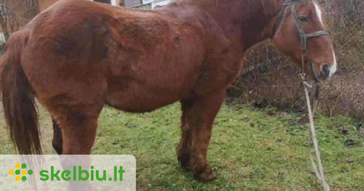 12 metu darbine kumele - Skelbiu.lt