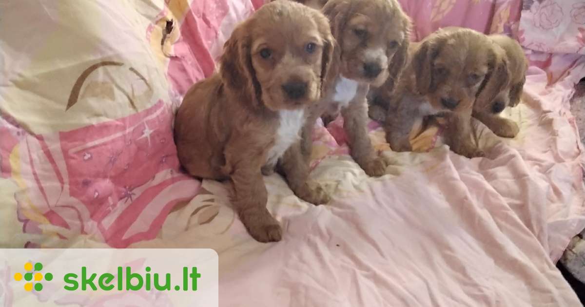 Anglu spaneliukai - Skelbiu.lt
