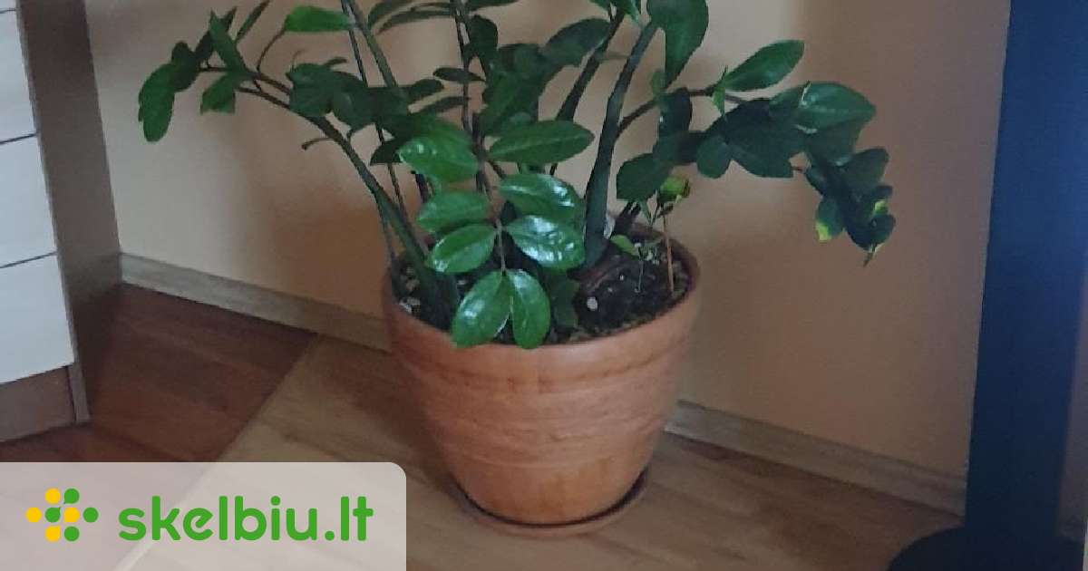 Zamiokulkas (pinigu medis) - Skelbiu.lt