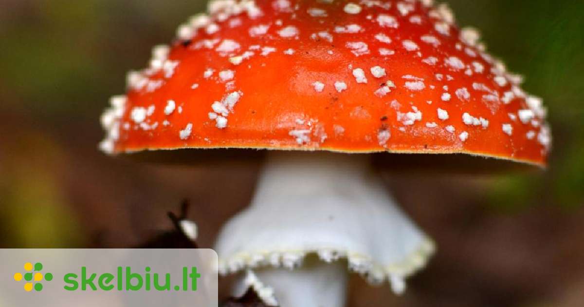 musmiriu skelbimai - Skelbiu.lt