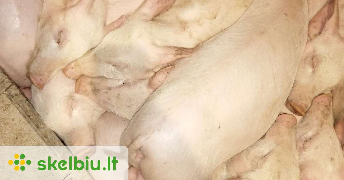 Paršeliai - Skelbiu.lt