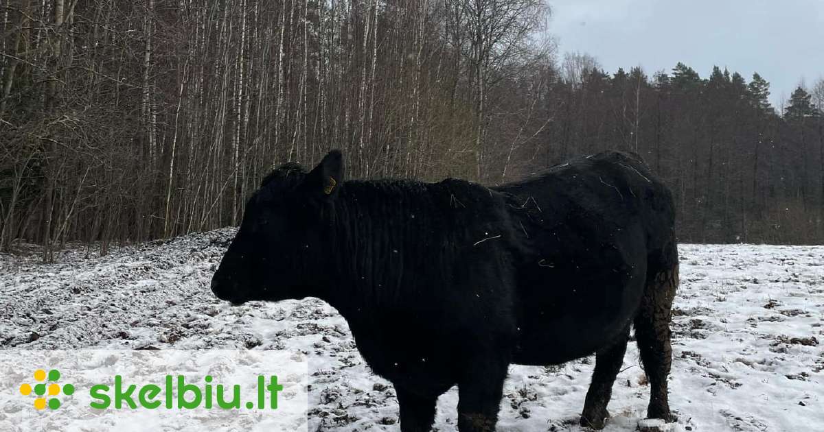 Angus jautis - Skelbiu.lt