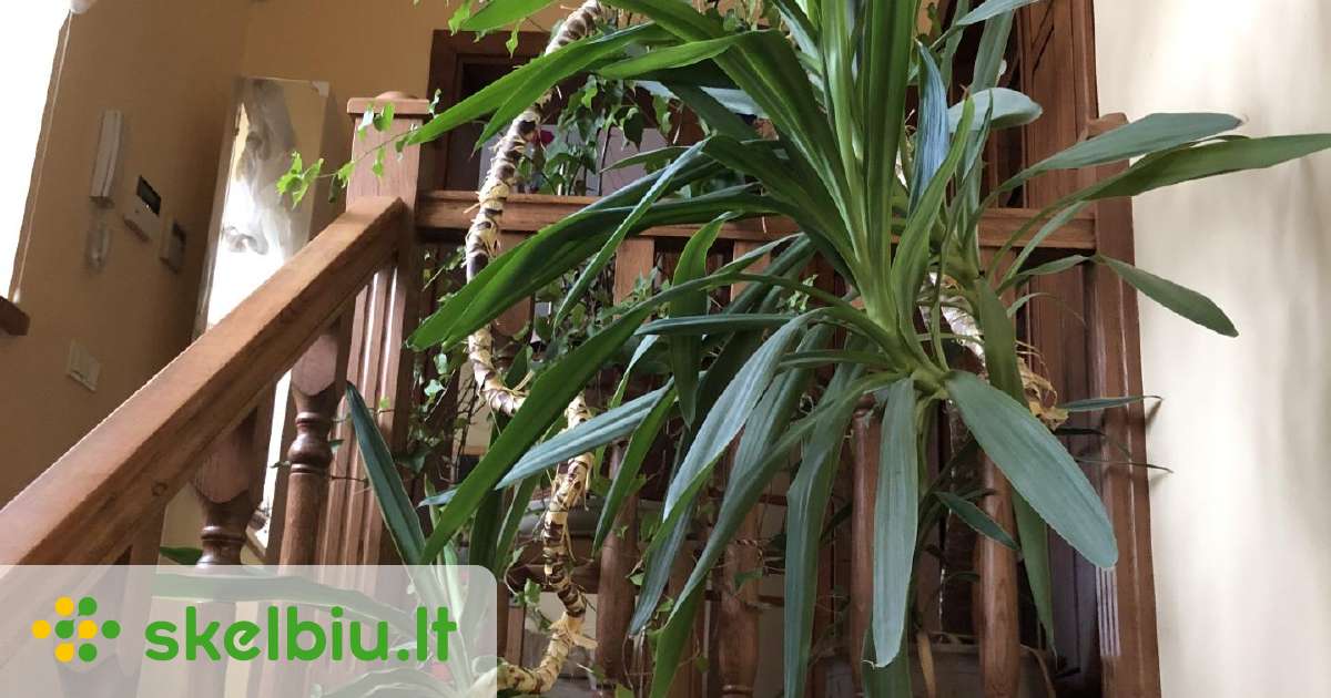 Kambarinė gėlė Juka - Skelbiu.lt