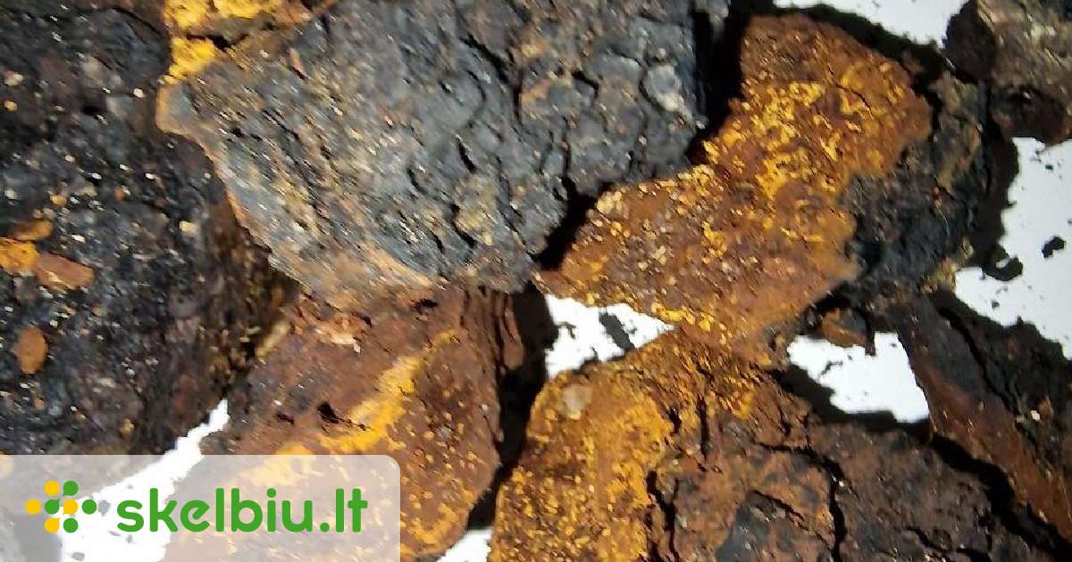 Čiaga Juodasis beržo grybas - Skelbiu.lt