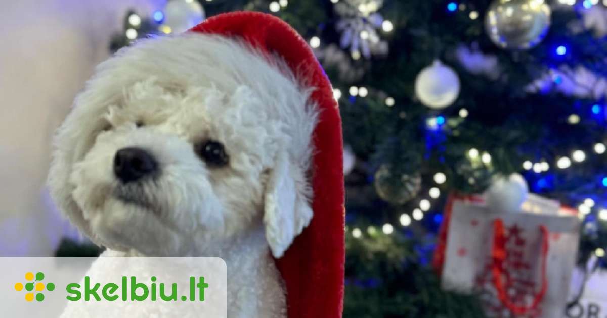 iesko berniuko skelbimai - Skelbiu.lt