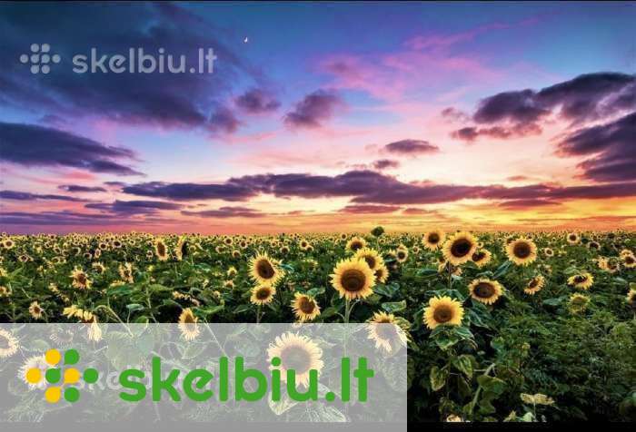 Saulegrazos, vikiai, linai, dobilai ir kita - Skelbiu.lt