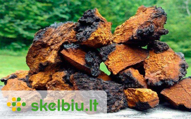 Beržo grybas - čaga - Skelbiu.lt