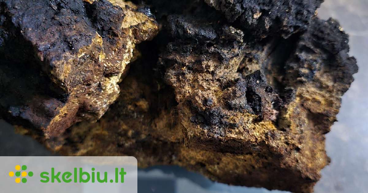 berzo grybai skelbimai - Skelbiu.lt