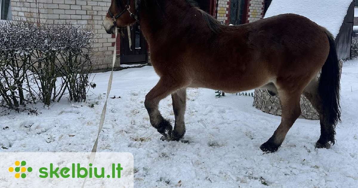 Perku traumuotus arklius - Skelbiu.lt