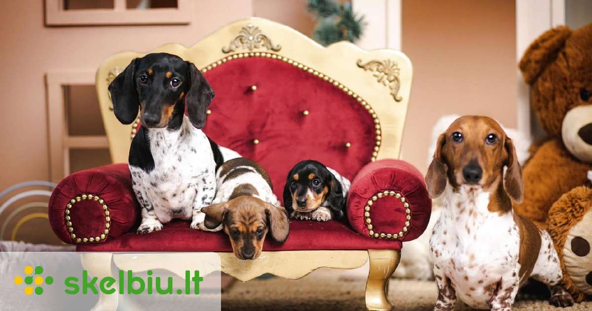Nykštukiniai piebald taksai (su dokumentais) - Skelbiu.lt