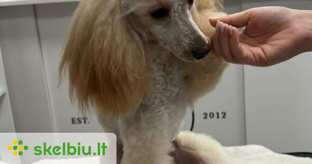 Nykštukinis pudelis - Skelbiu.lt