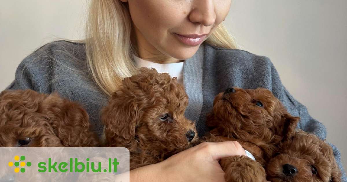 Toy/nykštukiniai pudeliai - Skelbiu.lt