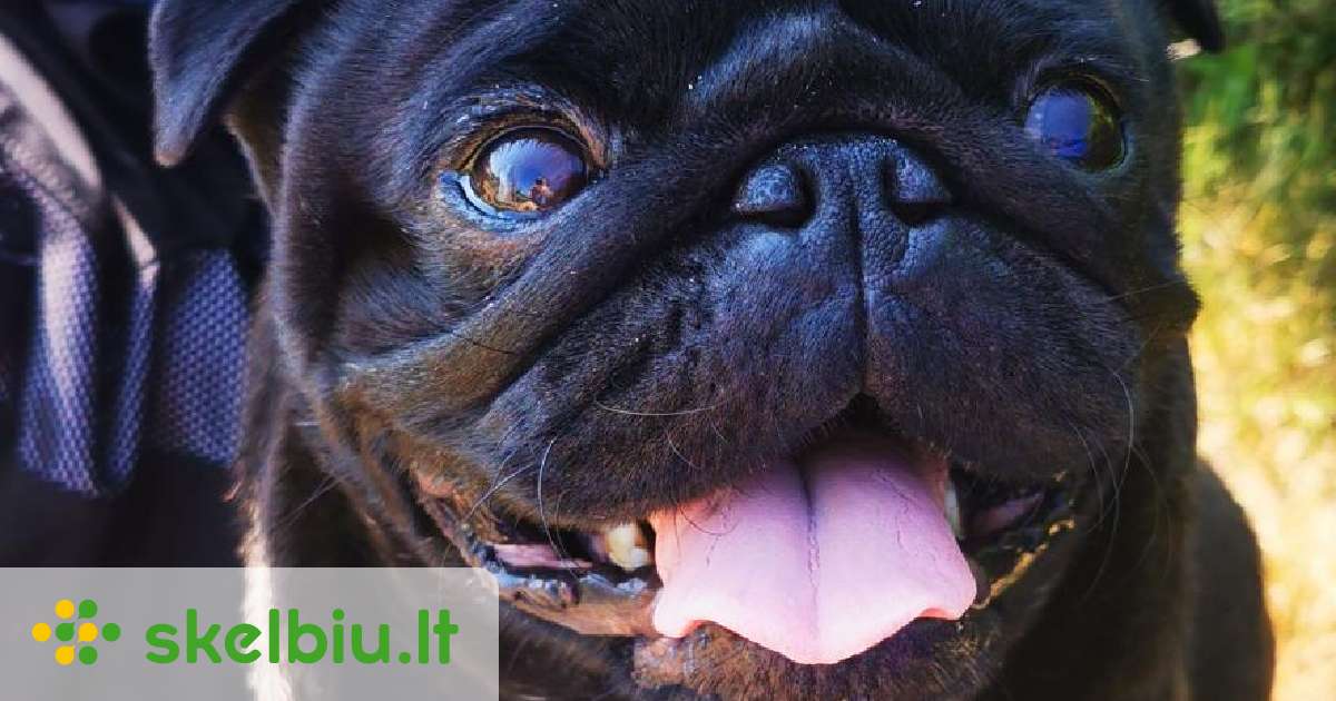 Mopsai šunys - Skelbiu.lt