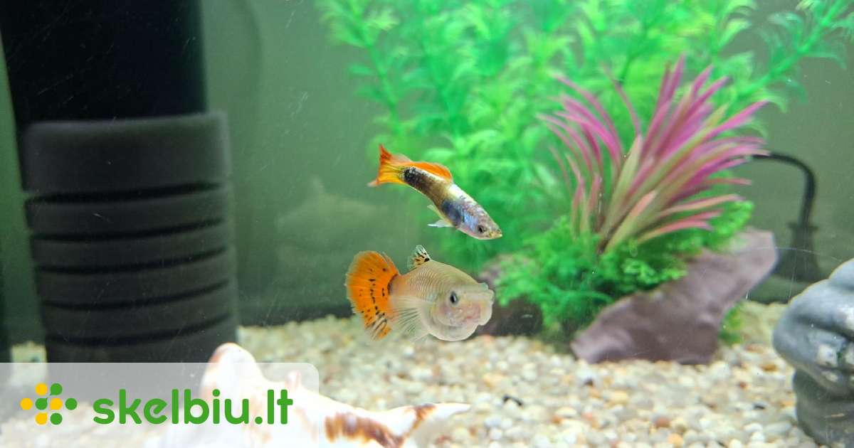 Akvariumo žuvytes Gupijos - Skelbiu.lt