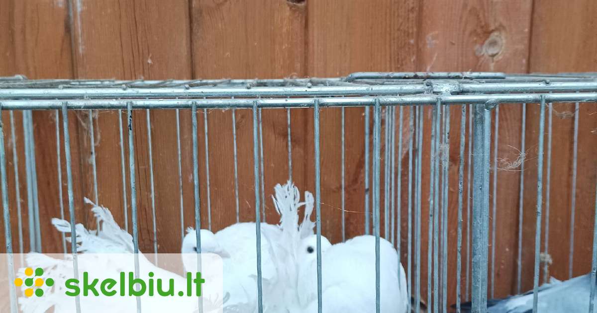 Karveliai - Skelbiu.lt