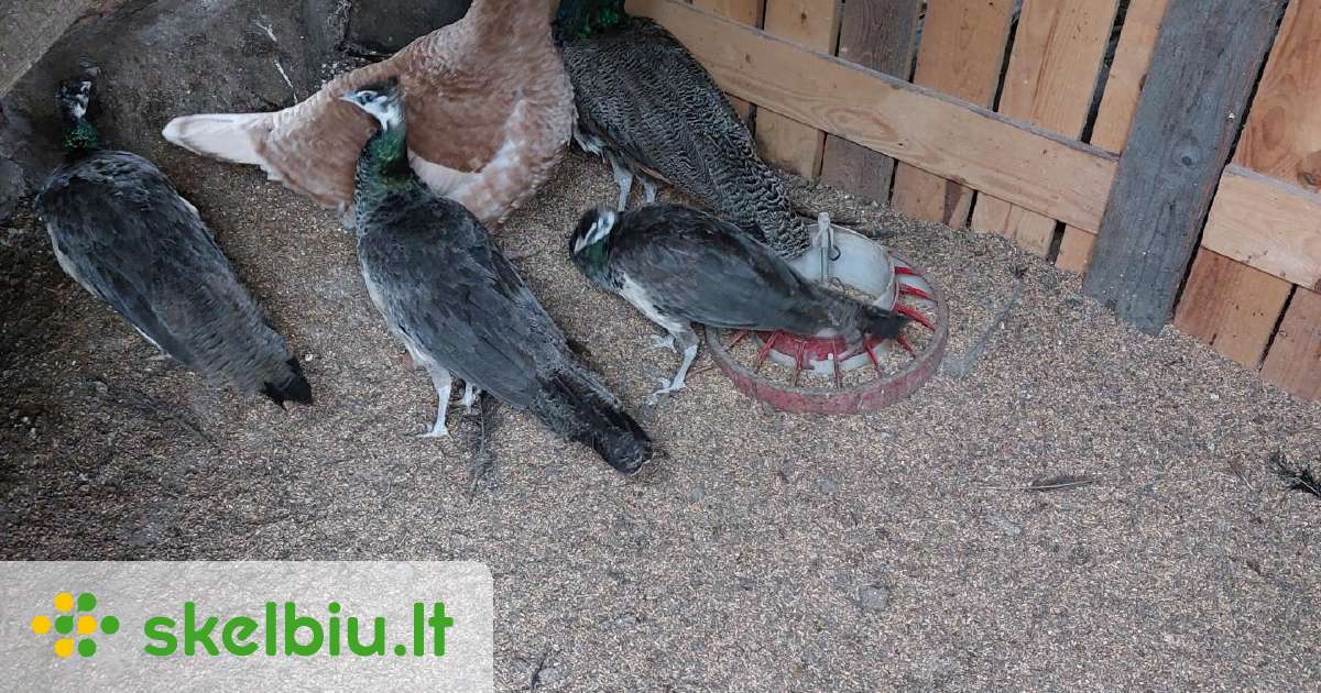 Parduodami bronziniai kalakutai,2024m povai - Skelbiu.lt