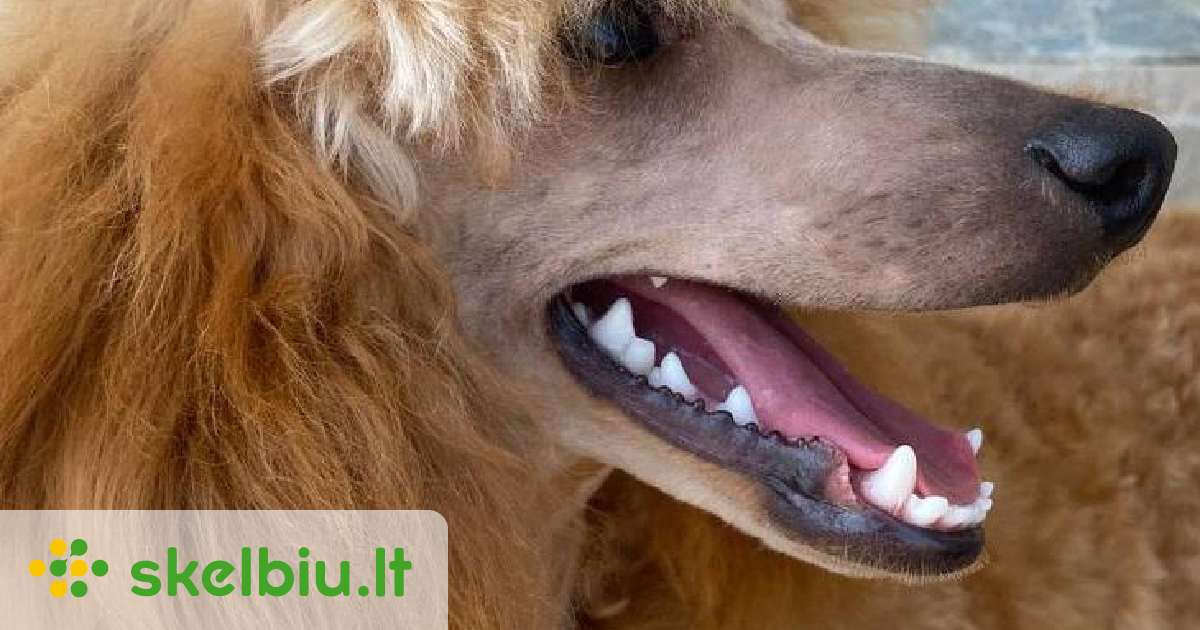 Nykštukiniai pudeliai su kilmės dokumentais - Skelbiu.lt