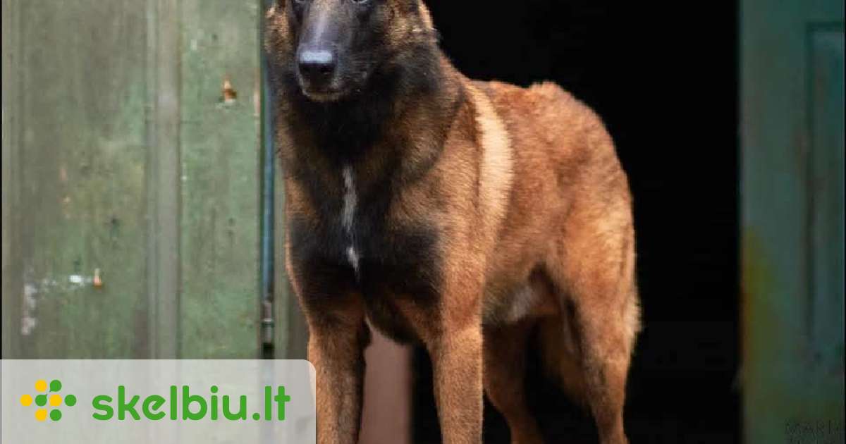 Malinua šuniukai su dokumentais šeimai ir veikloms - Skelbiu.lt