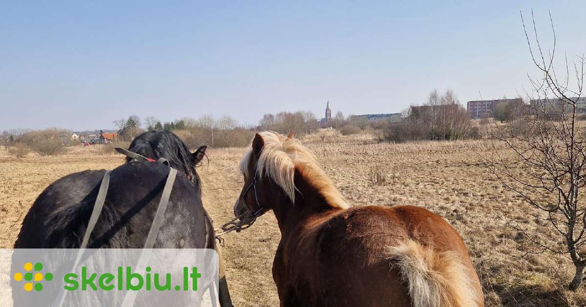 Kumele 3m - Skelbiu.lt