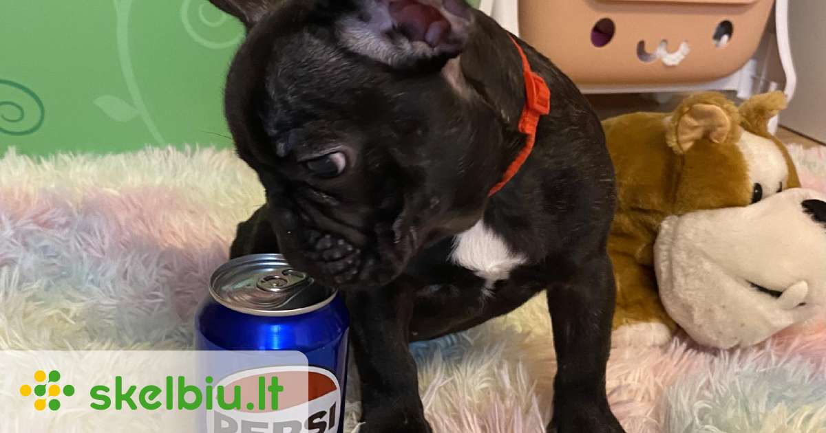 Prancūzų buldogai/ french bulldog puppy - Skelbiu.lt